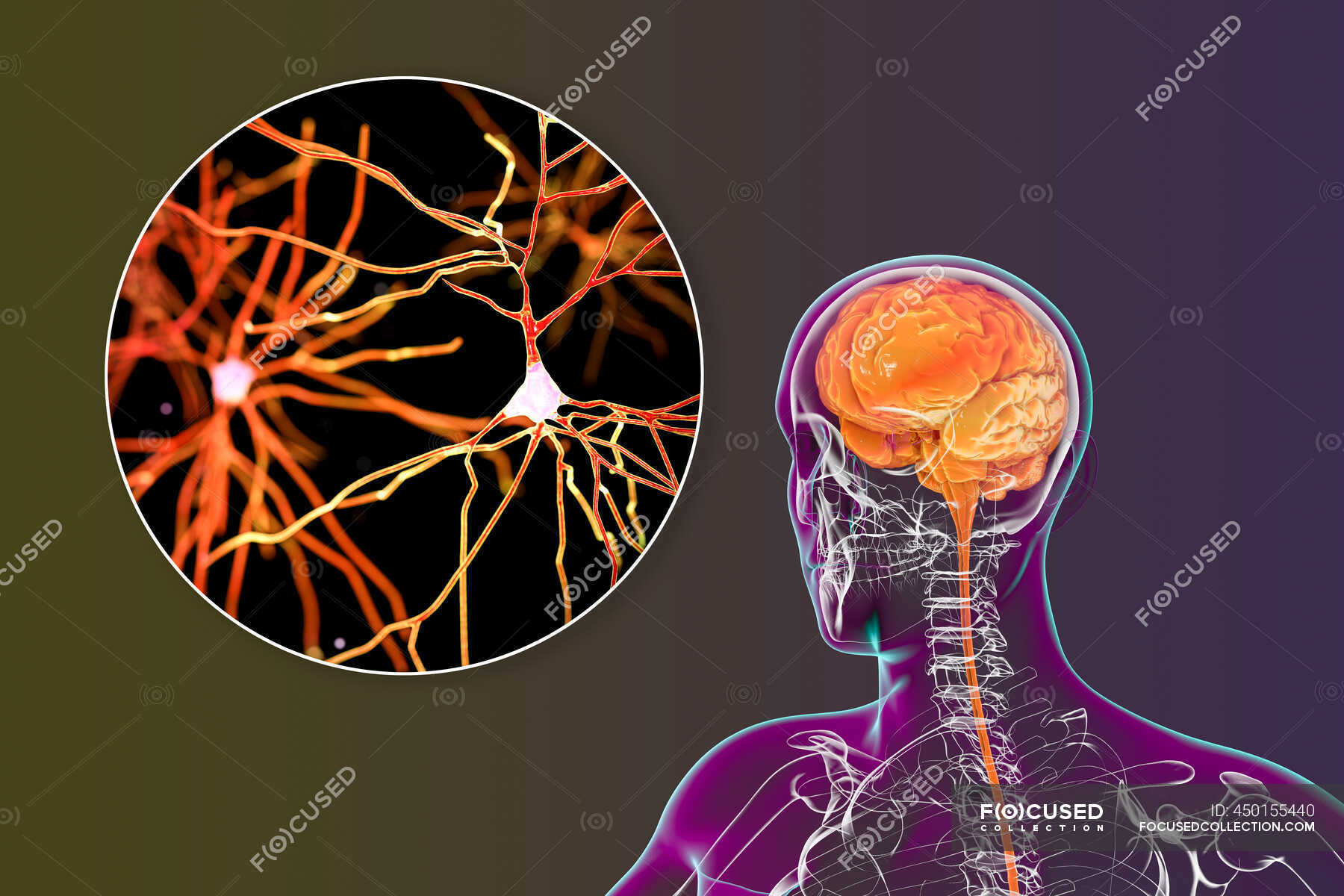 Human brain with close-up view of neurons, computer illustration ...