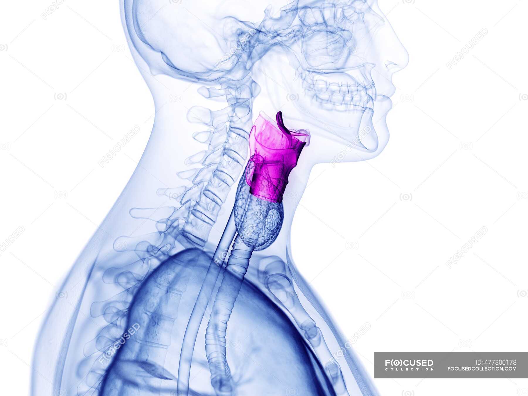 Human larynx, computer illustration — 3d, cord - Stock Photo | #477300178