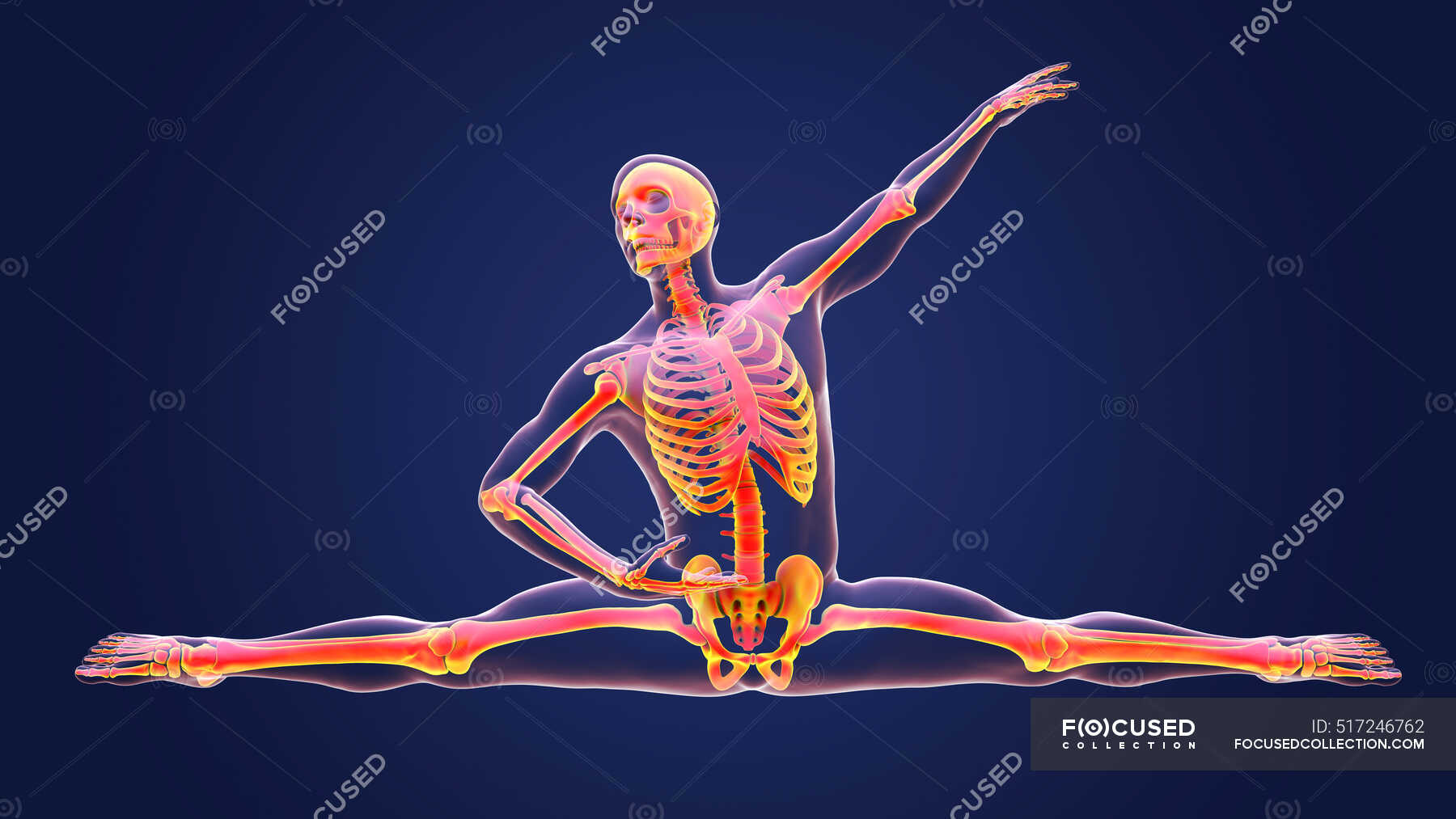 Anatomy of a dancer, computer illustration. A man in a ballet pose with ...