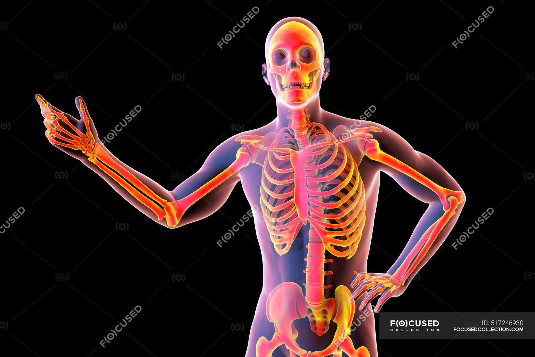 Human body with skeleton, computer illustration. — skull, leadership ...