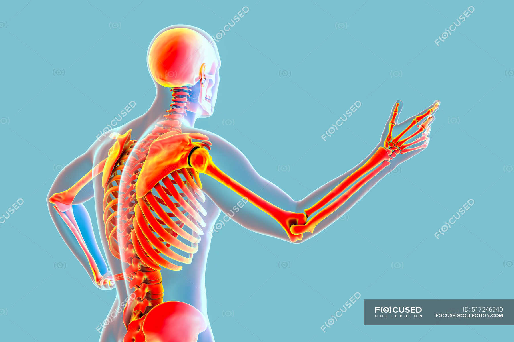 Human body with skeleton, computer illustration. — anatomy, artwork ...