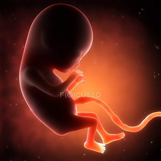 Two Month Old Fetus Medicine Human Reproduction Stock Photo