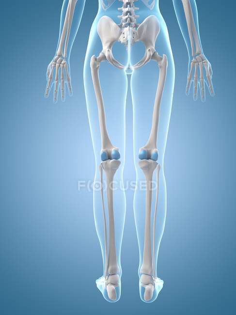 Leg Bones Anatomy Illustration Physiology Stock Photo 160222618