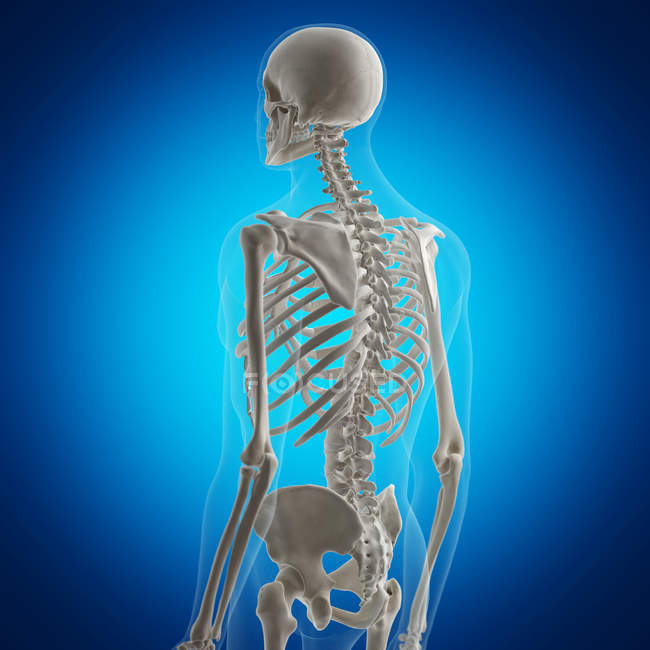 Human Back Bones Names SCOI Spine Anatomy