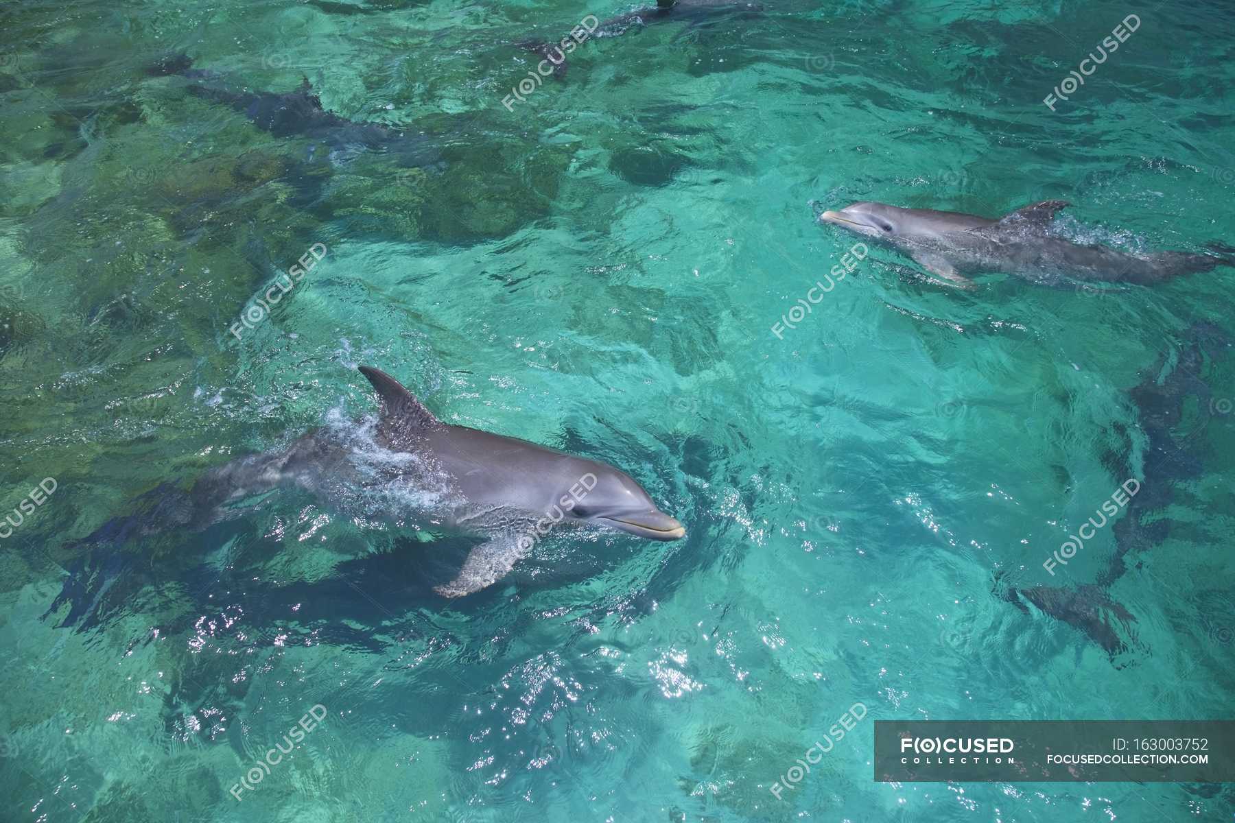 Bottlenose Dolphins In Sea — zoology, species - Stock Photo | #163003752