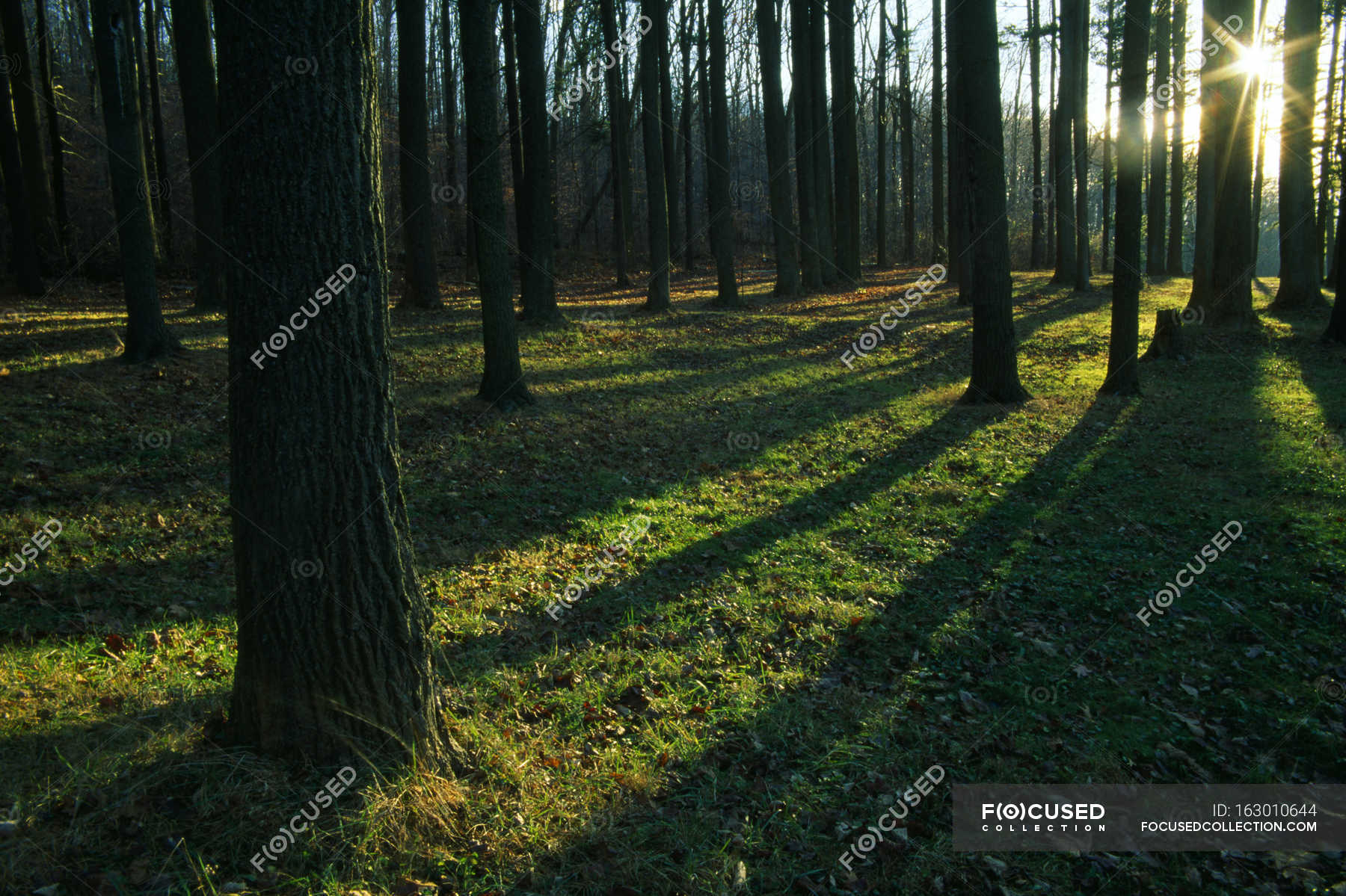 Forest Trees Casting Shadows — remote, river - Stock Photo | #163010644