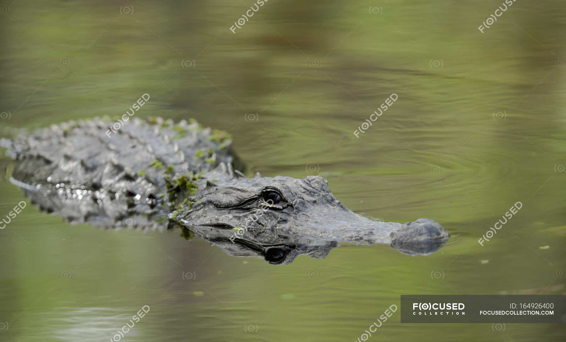 Alligator swimming In Water — wilderness, zoology - Stock Photo ...