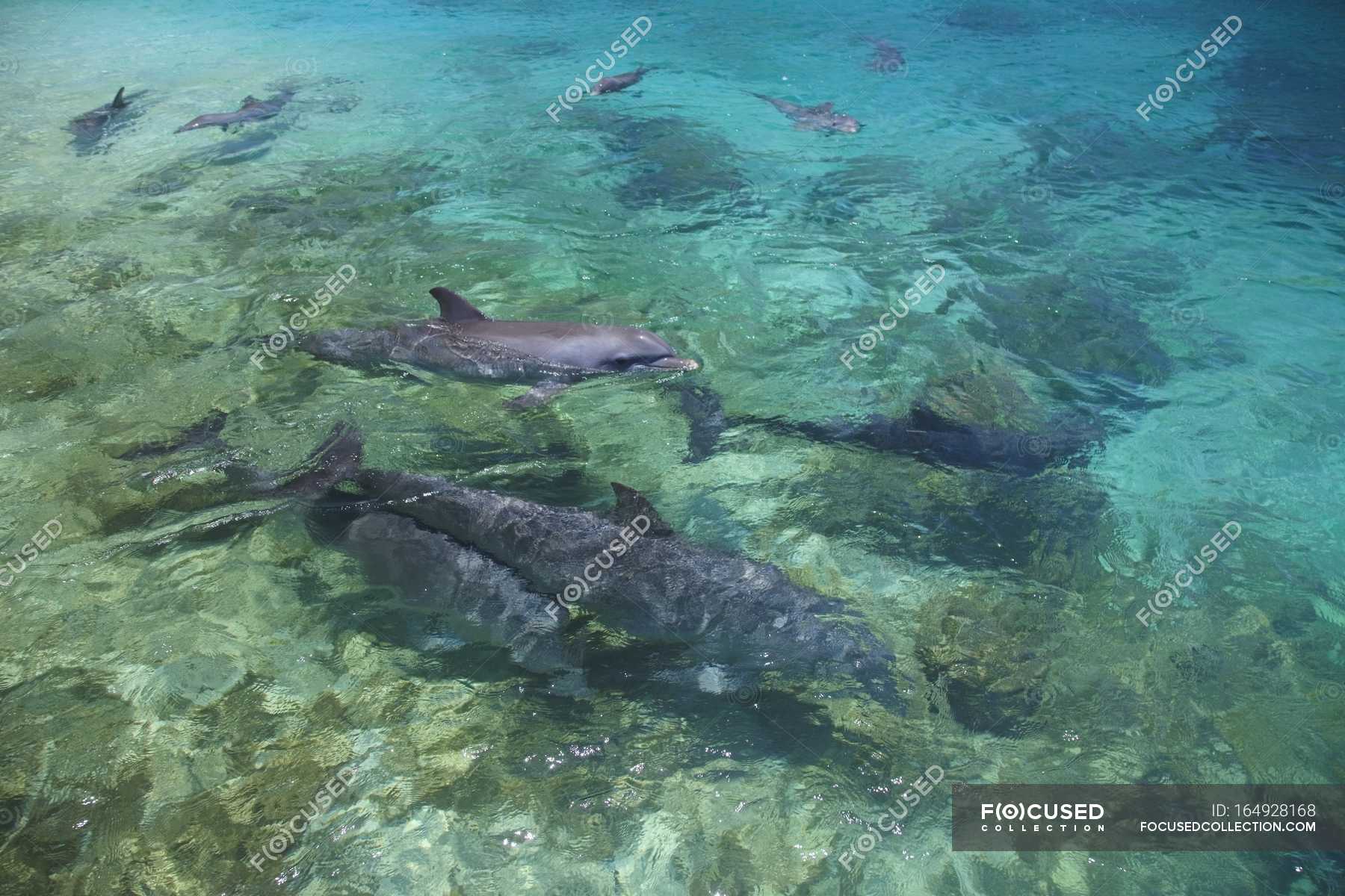Bottlenose Dolphins in sea — wildlife, nature - Stock Photo | #164928168