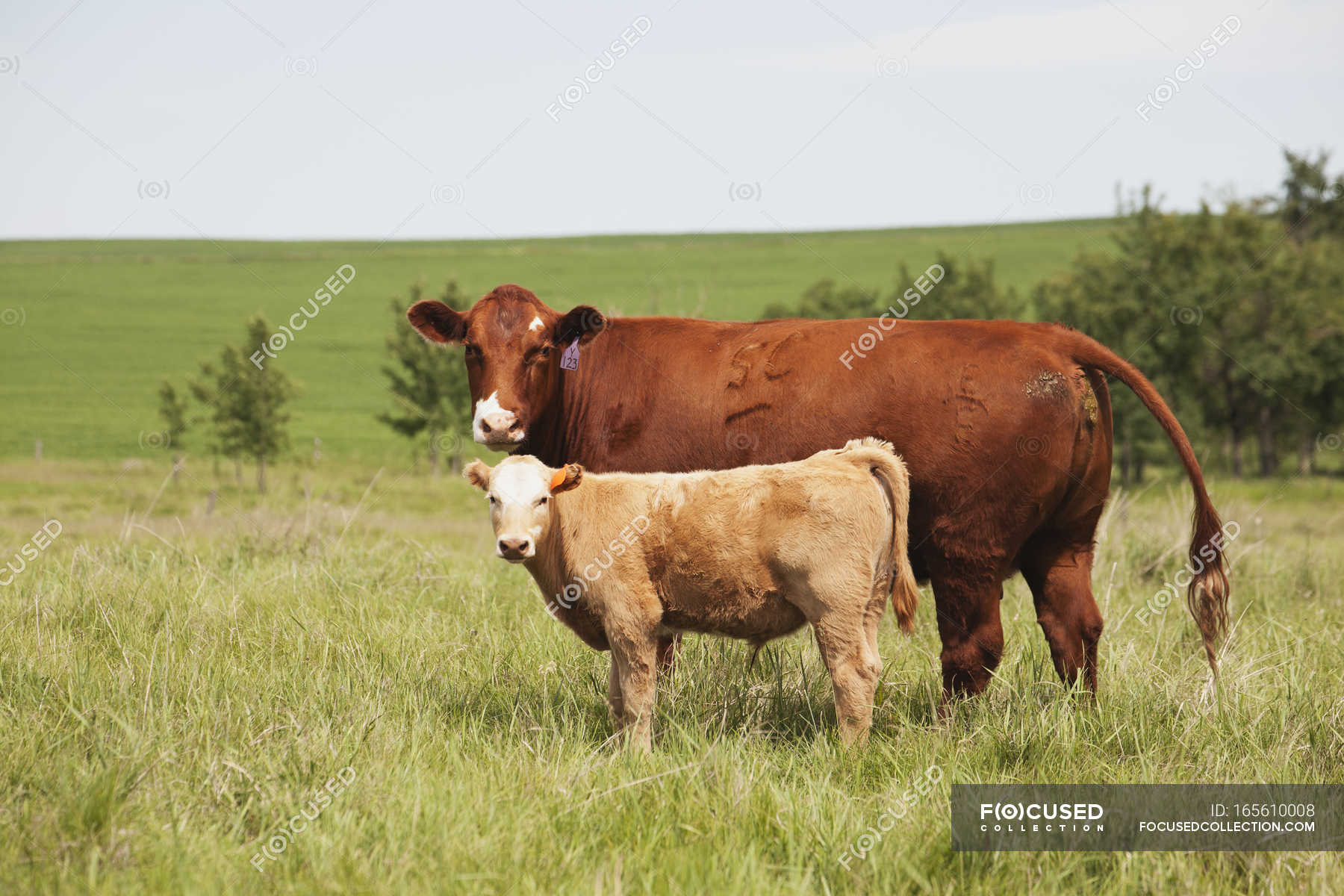 Mother cow and calf — wildlife, habitat - Stock Photo | #165610008