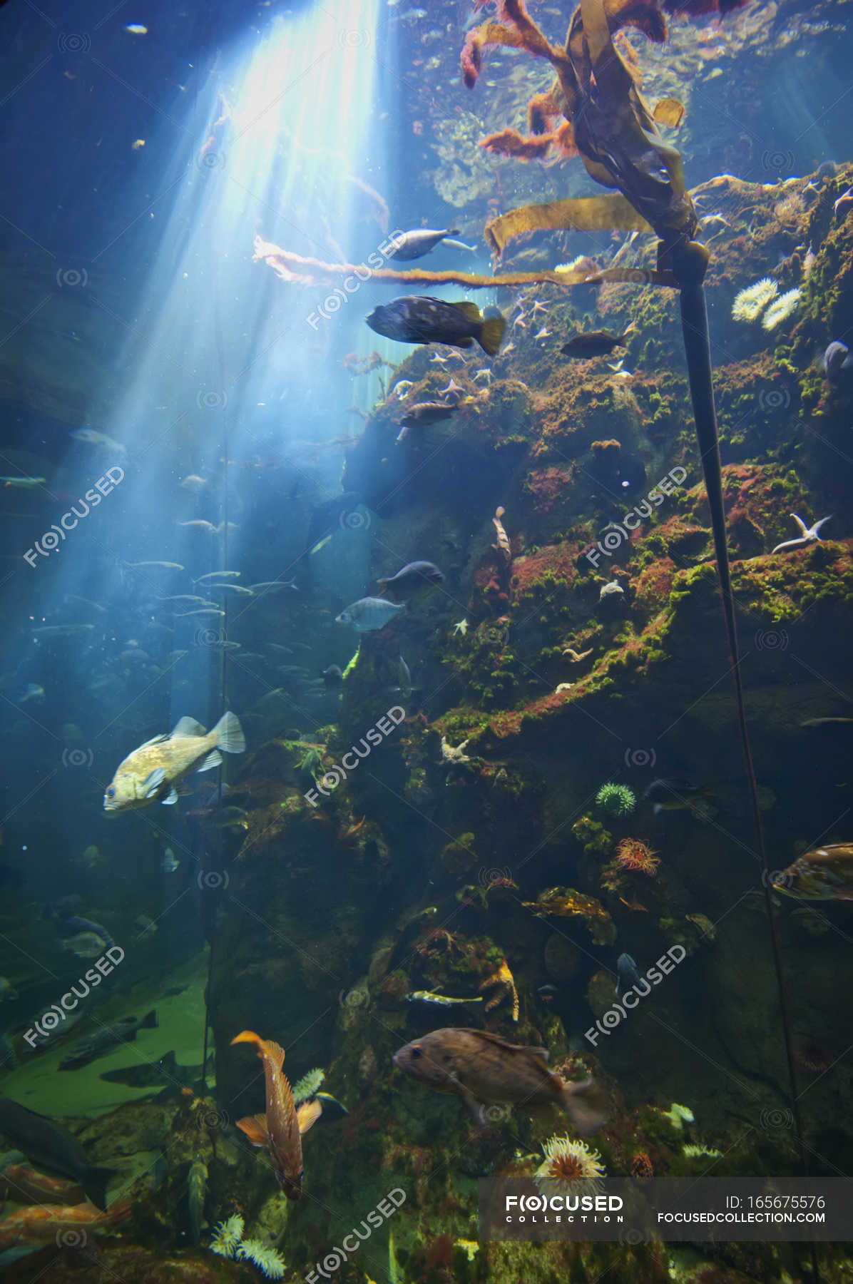 Fish swimming in water — fishy, squama - Stock Photo | #165675576