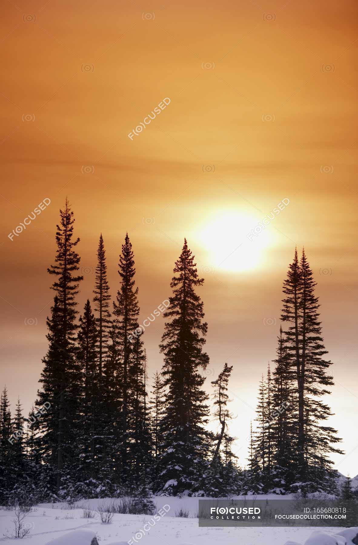Sun Shining On Trees — flora, air - Stock Photo | #165680818