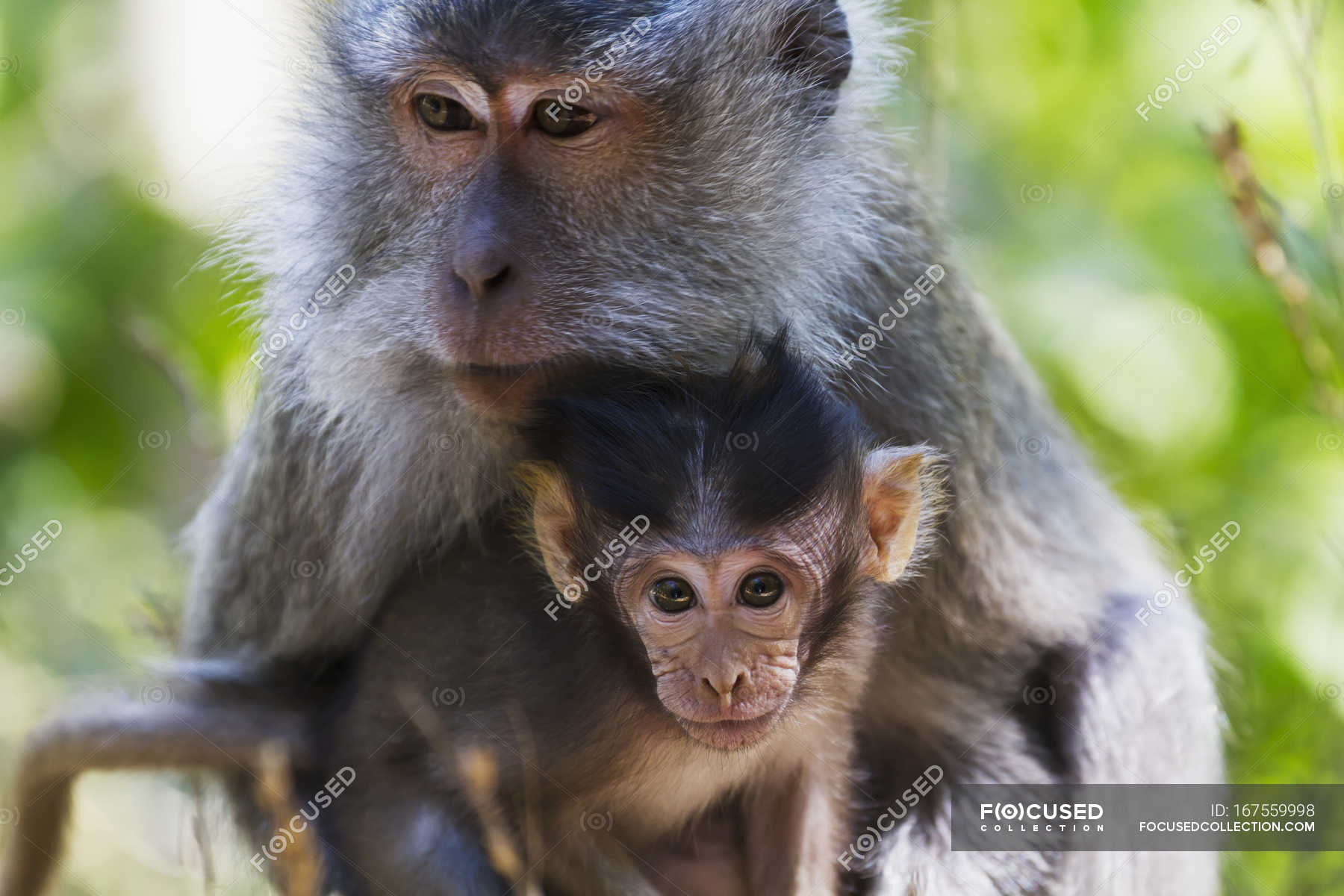 Crab eating macaques - Stock Photos, Royalty Free Images | Focused