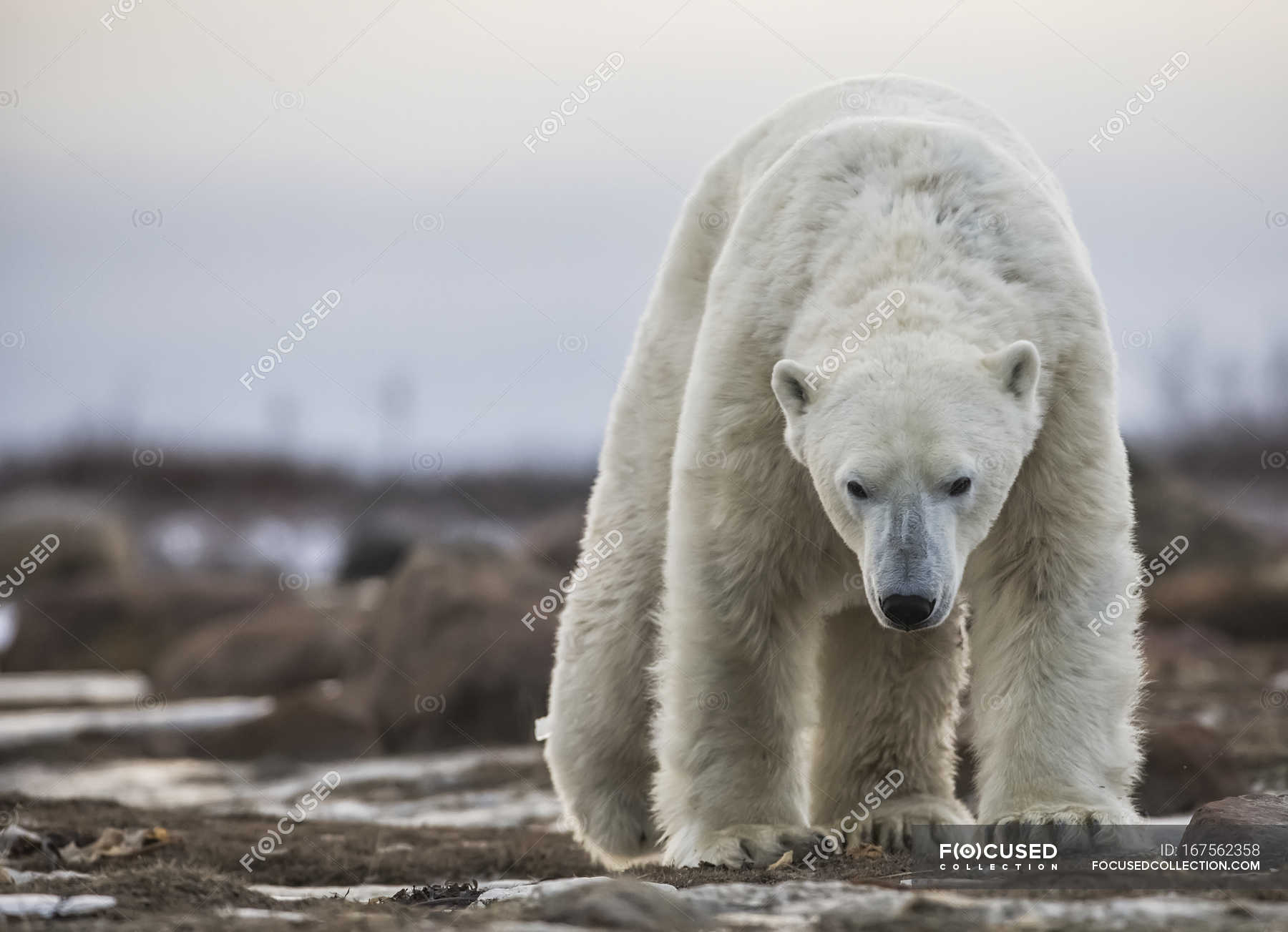 Polar bear on coast of Hudson Bay. Manitoba, Canada — predator ...