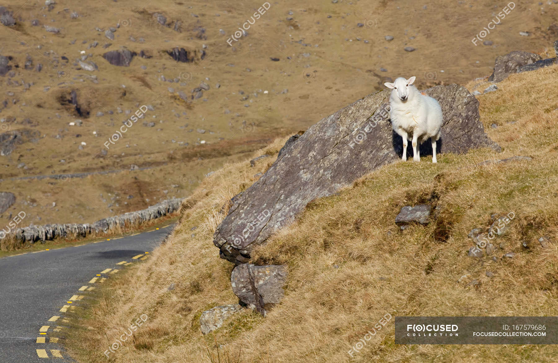 Sheep stands alone — grassy, concept - Stock Photo | #167579686 Sheep stands alone — grassy, concept - Stock Photo | #167579686