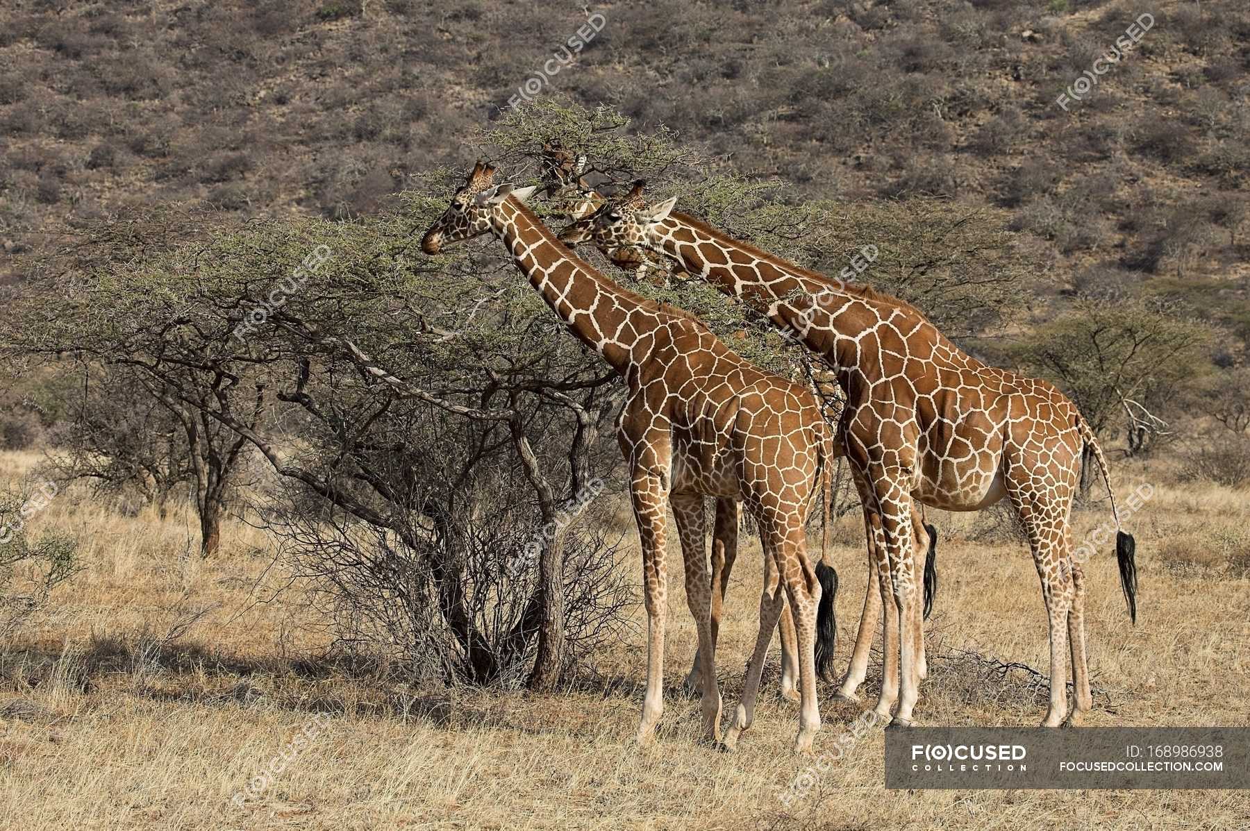 Two Reticulated Giraffes — animal couples, kenyan - Stock Photo | #168986938