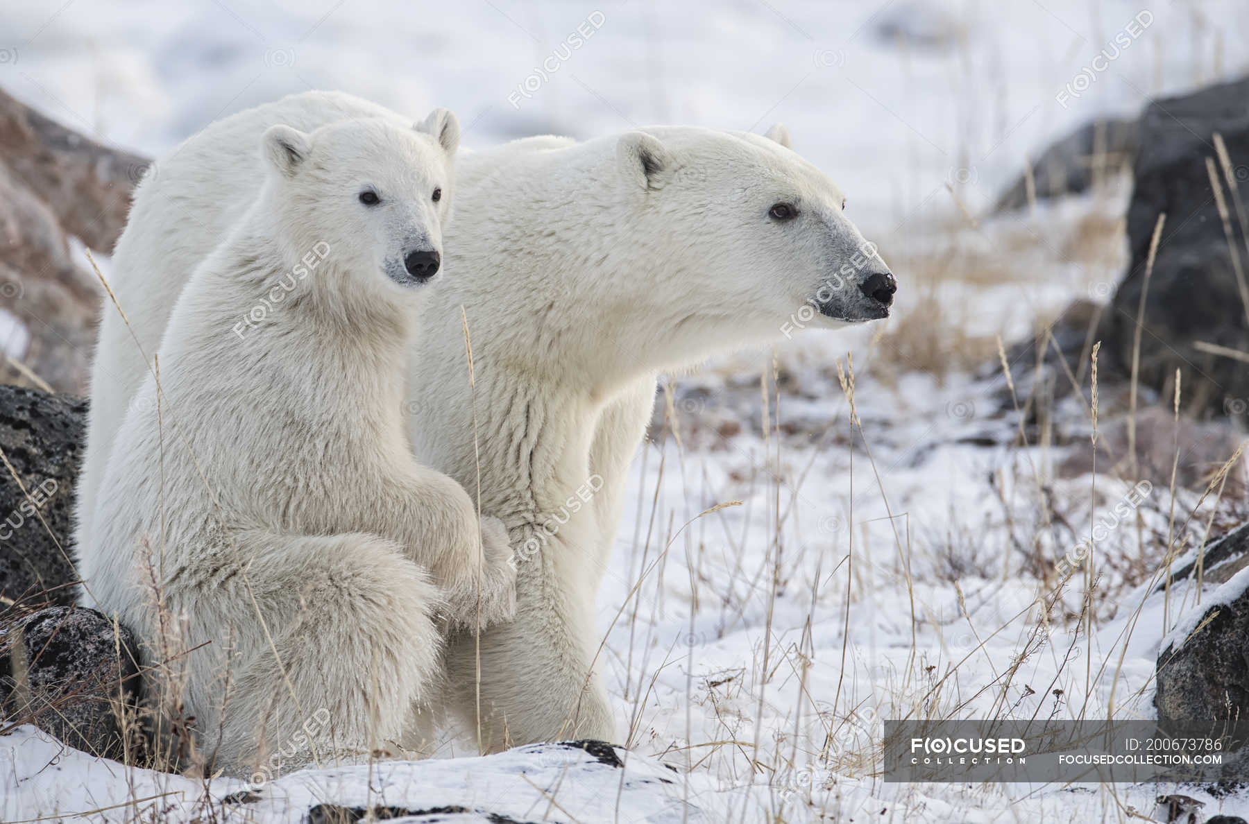 Mother and cub Polar bears ( Ursus maritimus ) sitting in the snow; Churchill, Manitoba, Canada ...