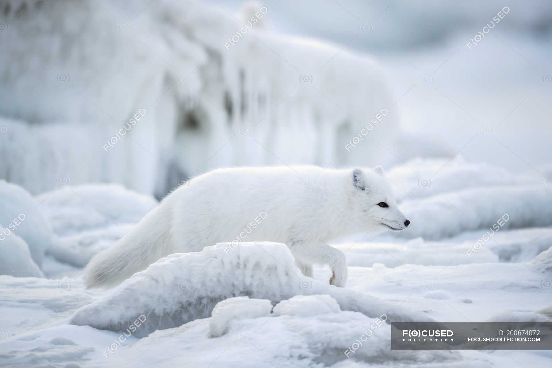 Volpe artica (Vulpes lagopus) che cammina attraverso i blocchi di ghiaccio sulla baia di Hudson ...