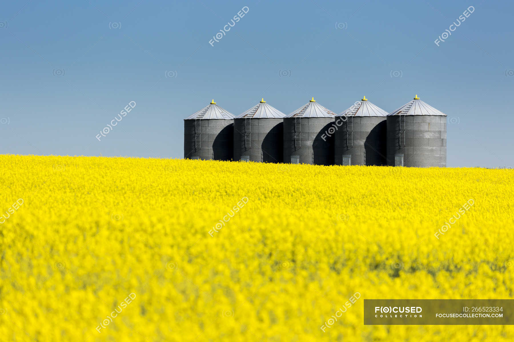 Large Metal Grain Bins In A Row In A Flowering Canola Field With Blue large-metal-grain-bins-in-a-row-in-a-flowering-canola-field-with-blue