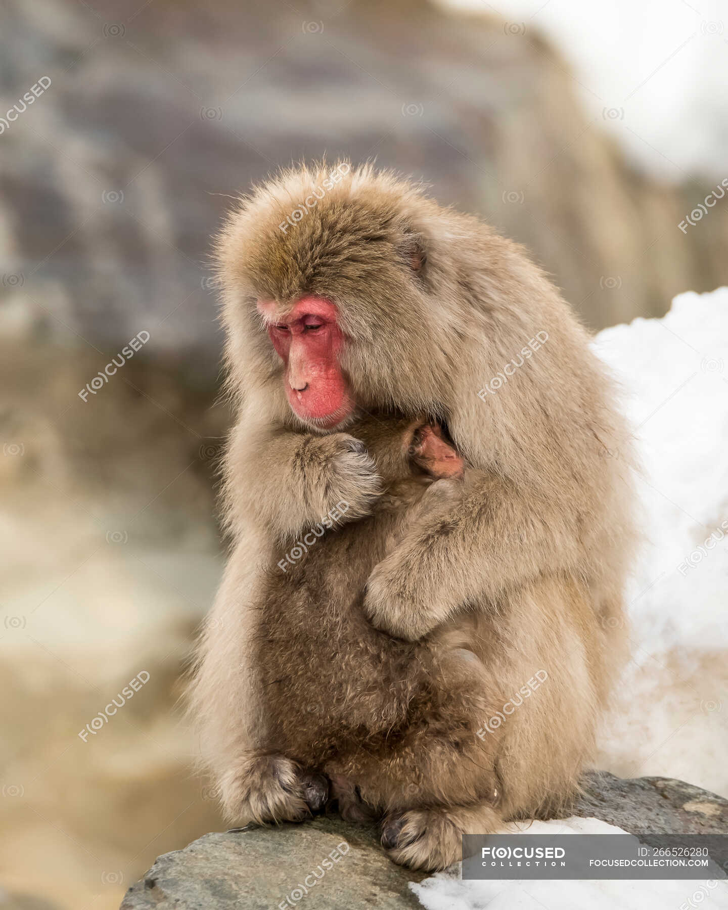 Japanese Macaque Baby