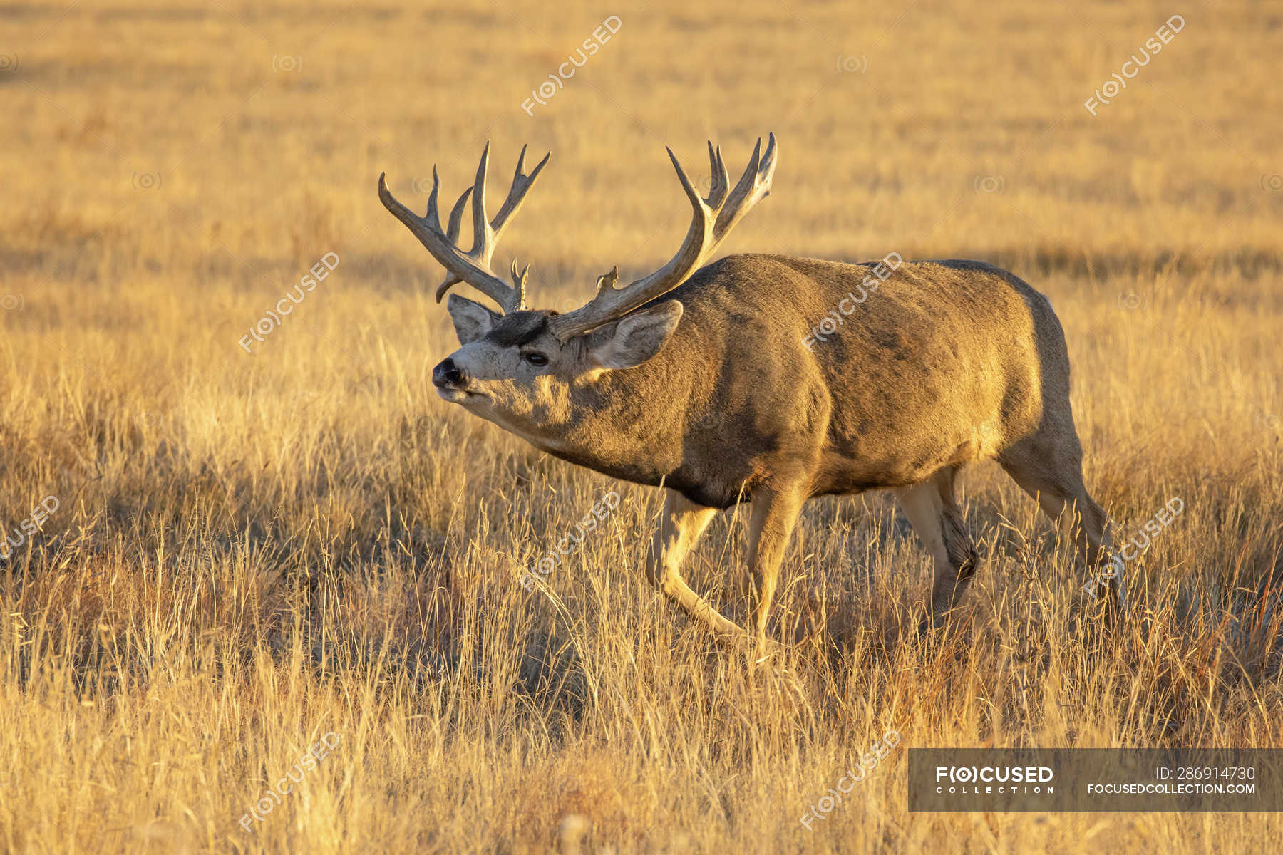 Cervo mulo (Odocoileus hemionus) buck walking in a grass field; Denver ...