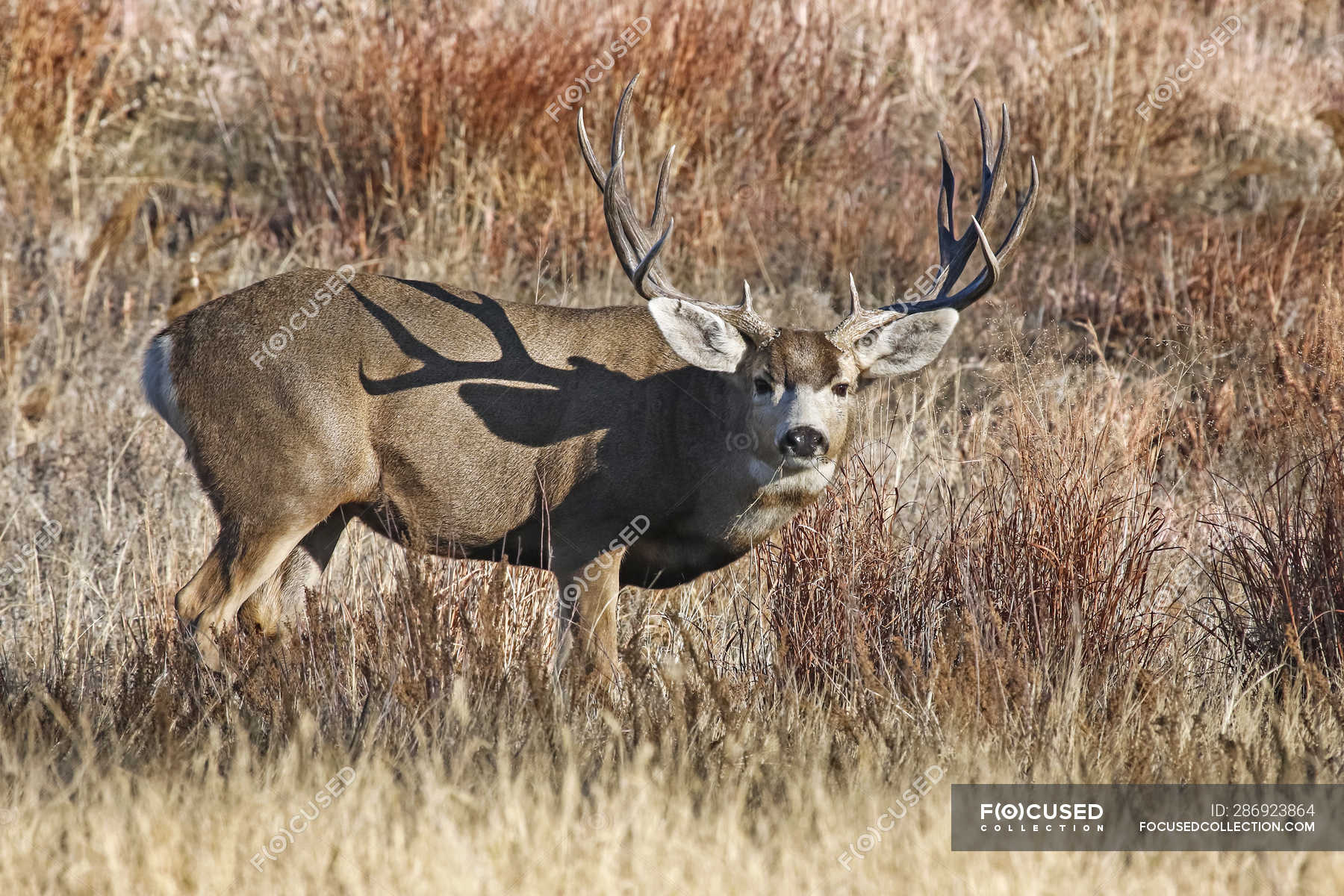Mule deer buck o Odocoileus hemionus in piedi in un campo di erba ...
