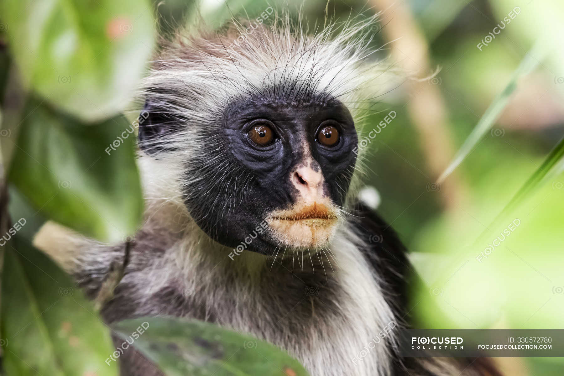 Zanzibar red colobus (Piliocolobus kirkii), Jozani National Park ... Zanzibar red colobus (Piliocolobus kirkii), Jozani National Park ...