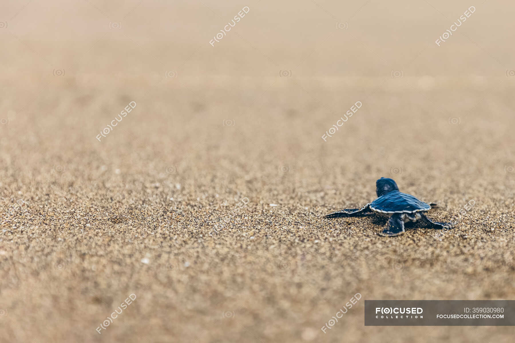 Baby turtle at Pantai Pandan Sari, crawling on the sand; East Java ...