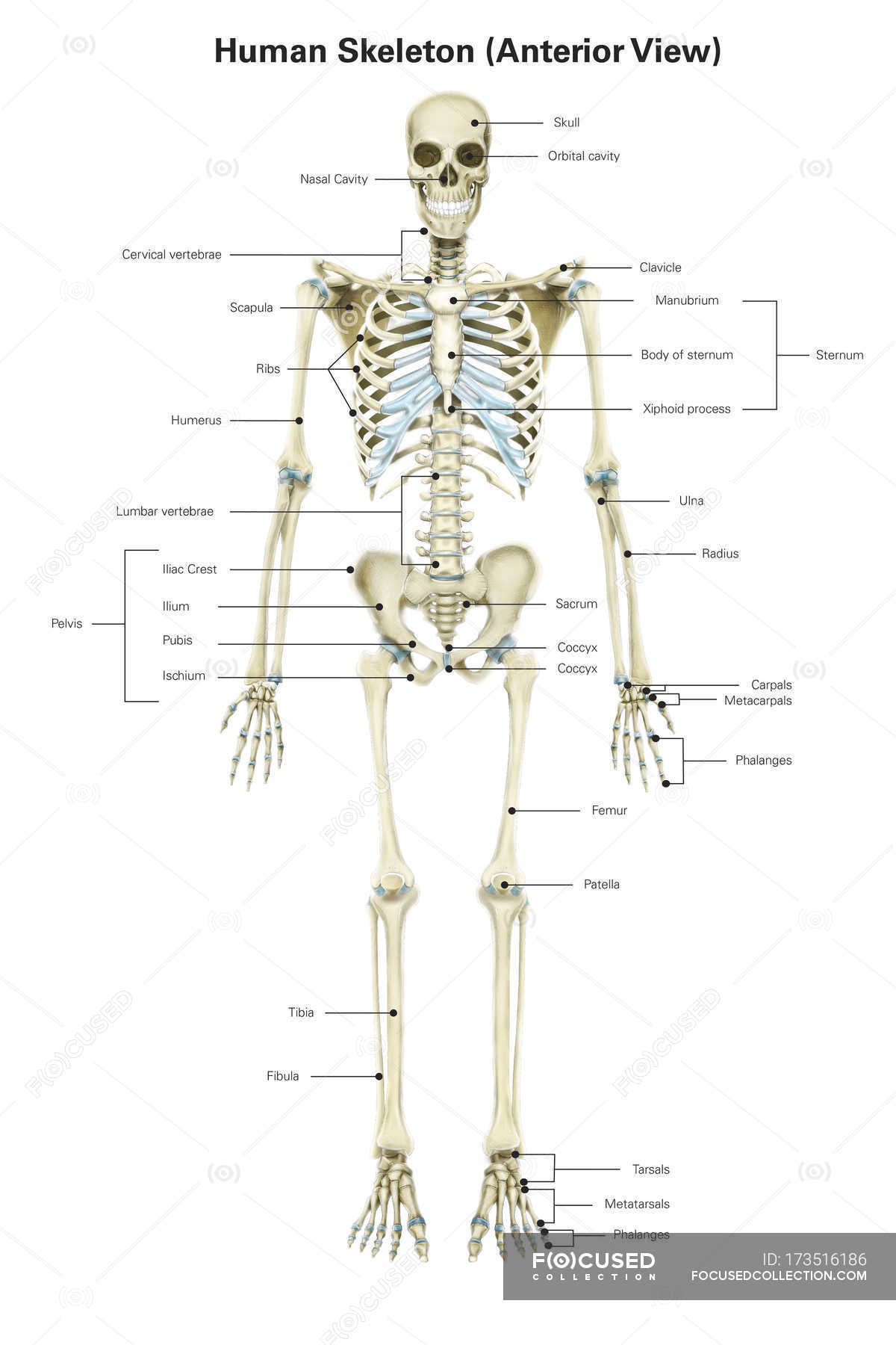 Human Skeletal System With Labels Vertical View Stock Photo