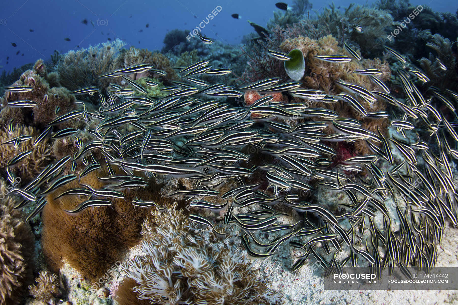 School of striped eel catfish — school of fish, ocean - Stock Photo ...