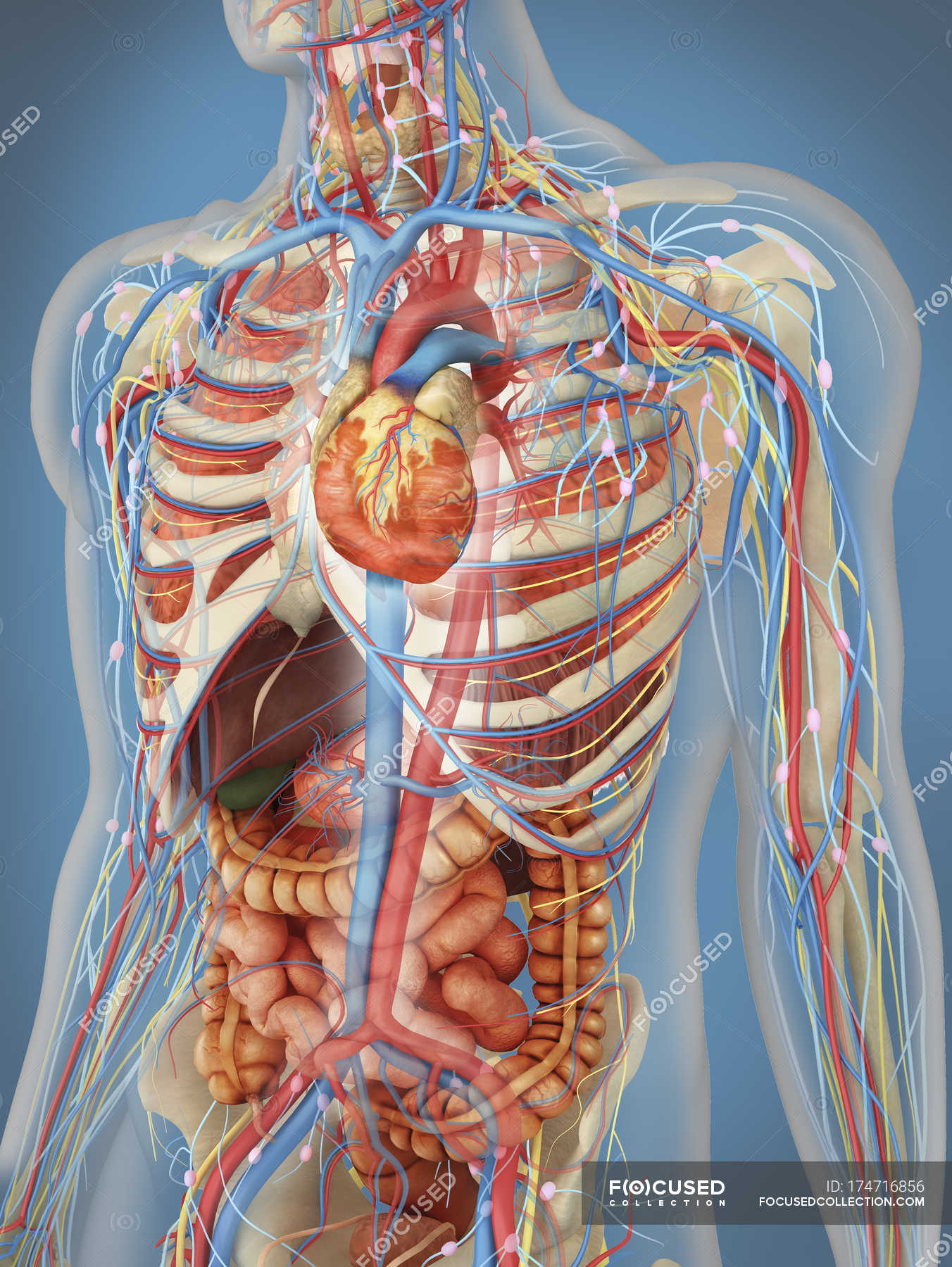 Transparent Human Body Showing Heart And Main Circulatory System With 