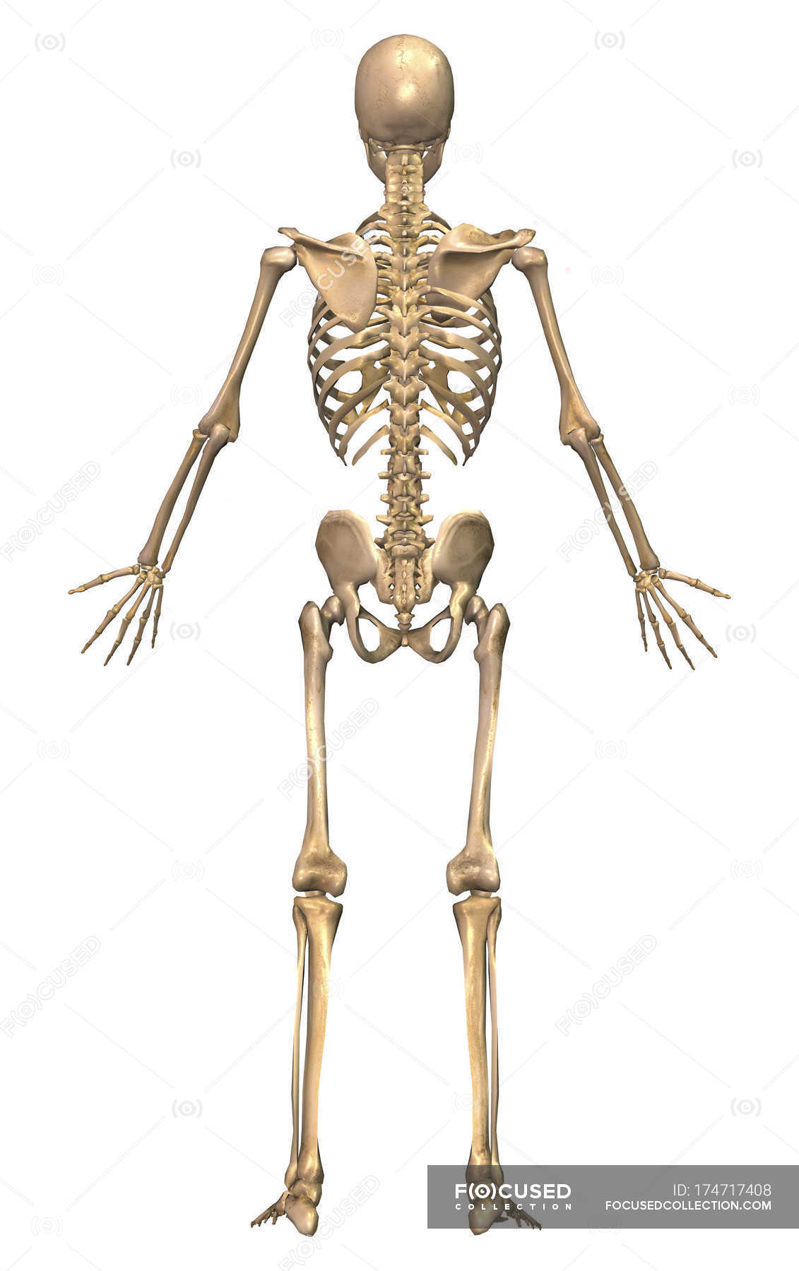 Back View Of Human Skeletal System Healthcare Phalanges Stock 