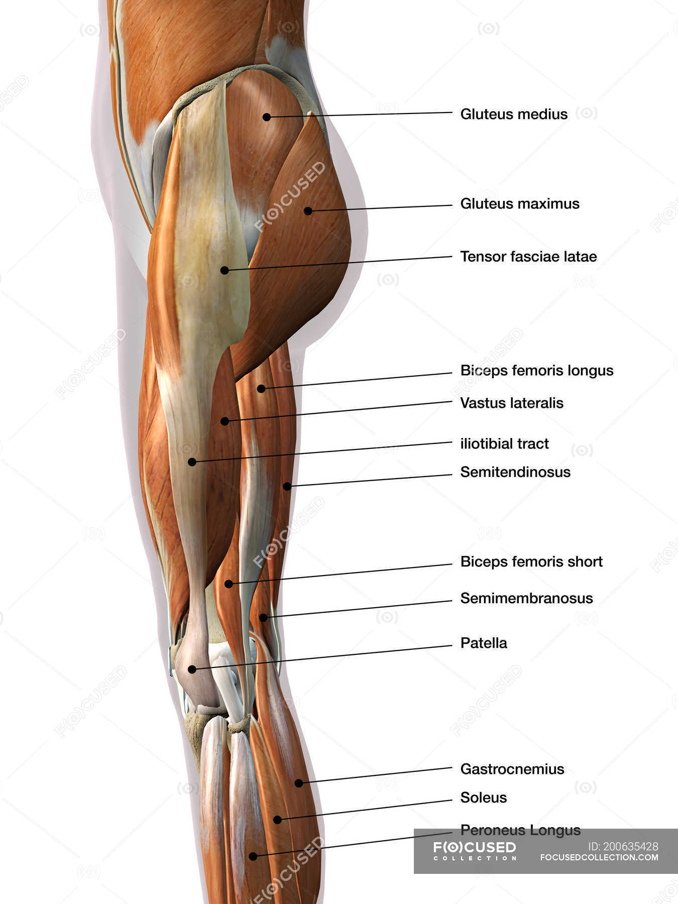Female Leg Muscles With Labels On White Background Femoris Hamstring 