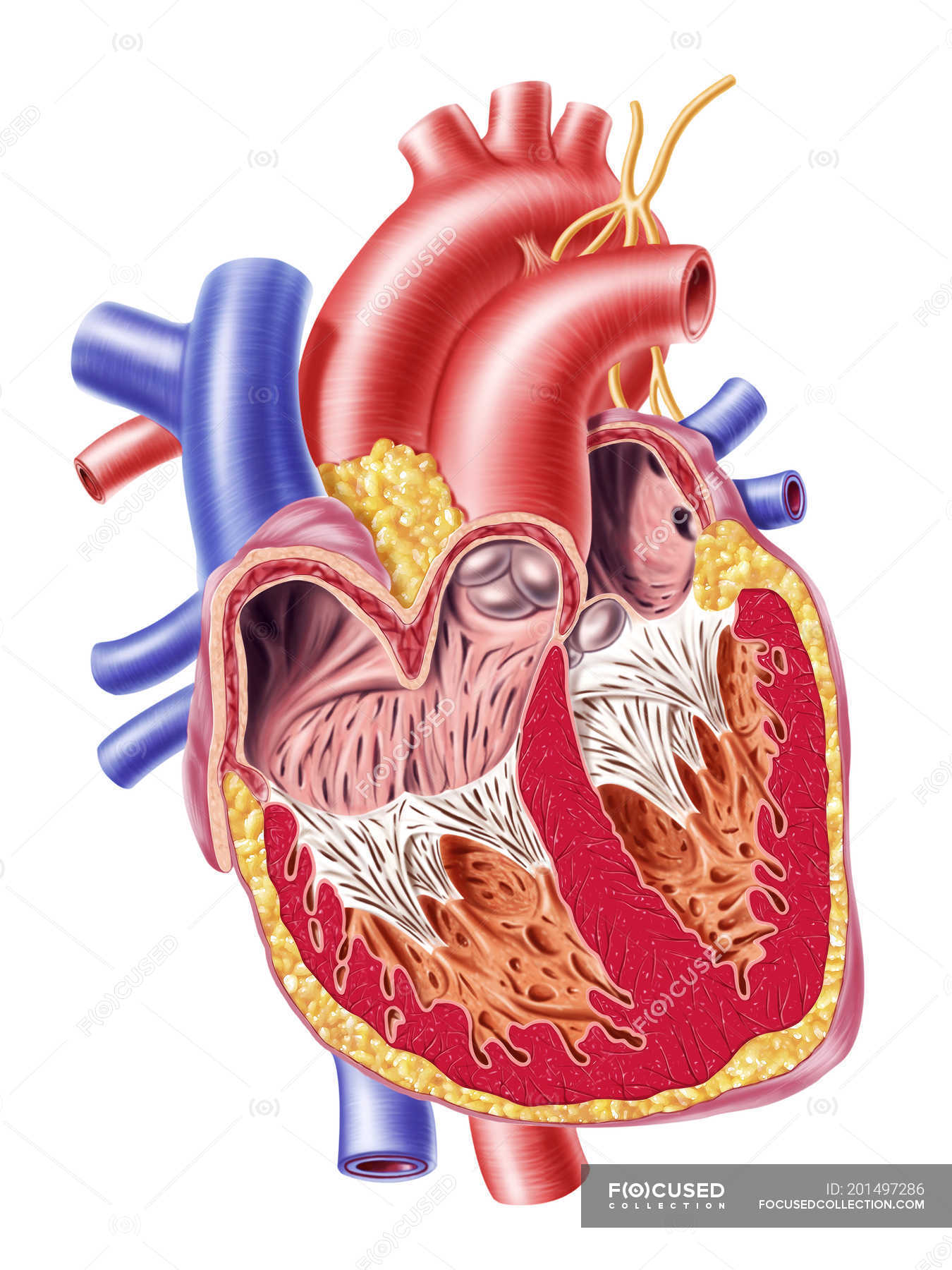 Cross Section With Detailed Internal Structure Of Human Heart 