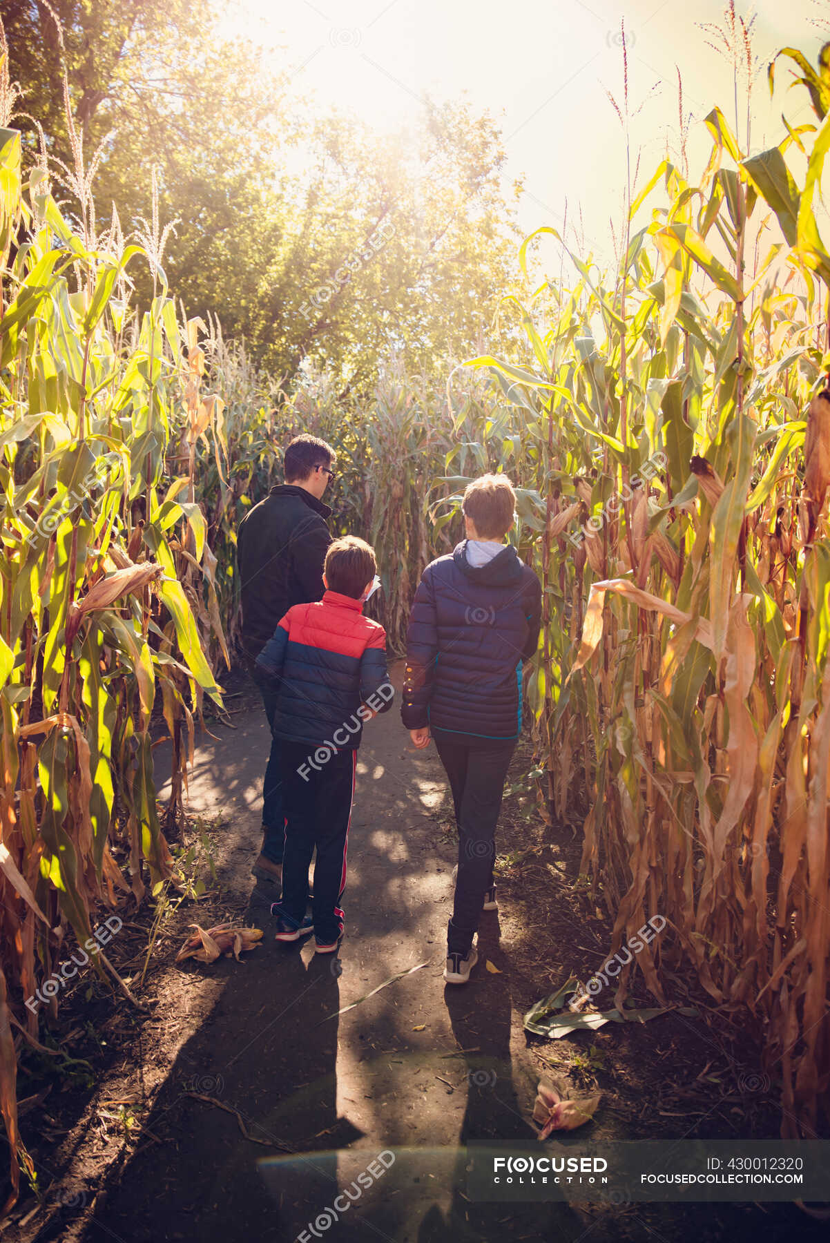Father and children walking through corn maze together on a sunny day ...