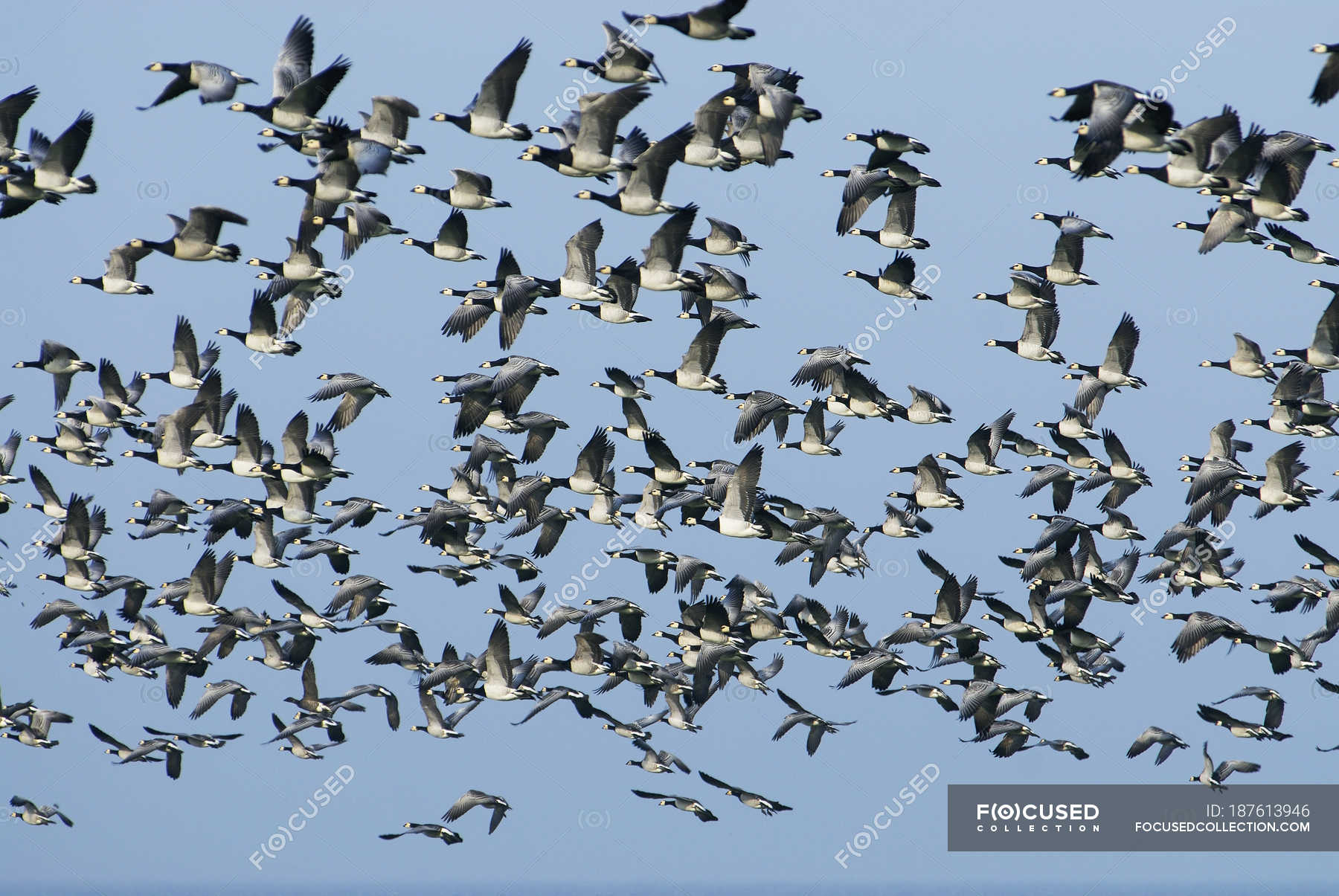 Low angle view of flock of geese — tranquility, togetherness - Stock ... Low angle view of flock of geese — tranquility, togetherness - Stock ...
