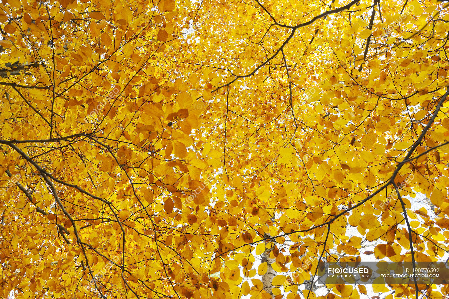 Pattern In Nature Stock Photos Royalty Free Images Focused pattern-in-nature-stock-photos-royalty-free-images-focused