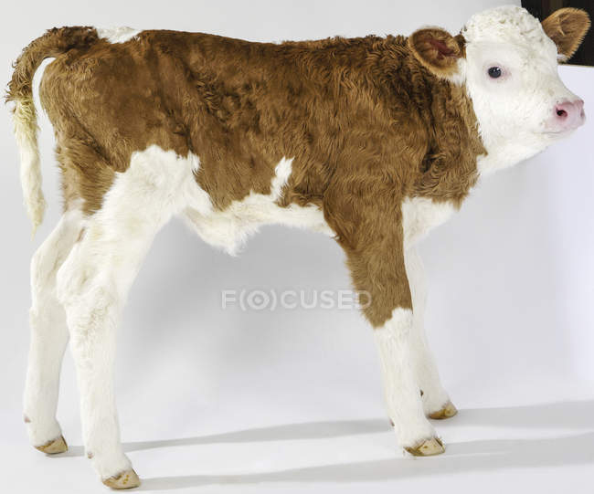 Side view - Stock Photos, Royalty Free Images | Focused