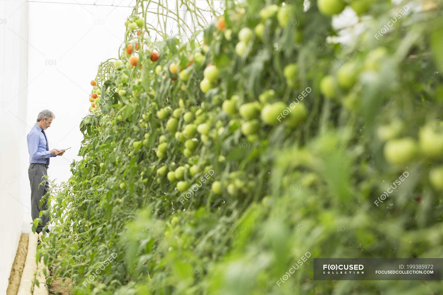 Botanist with digital tablet near tomato plants in greenhouse — holding ...