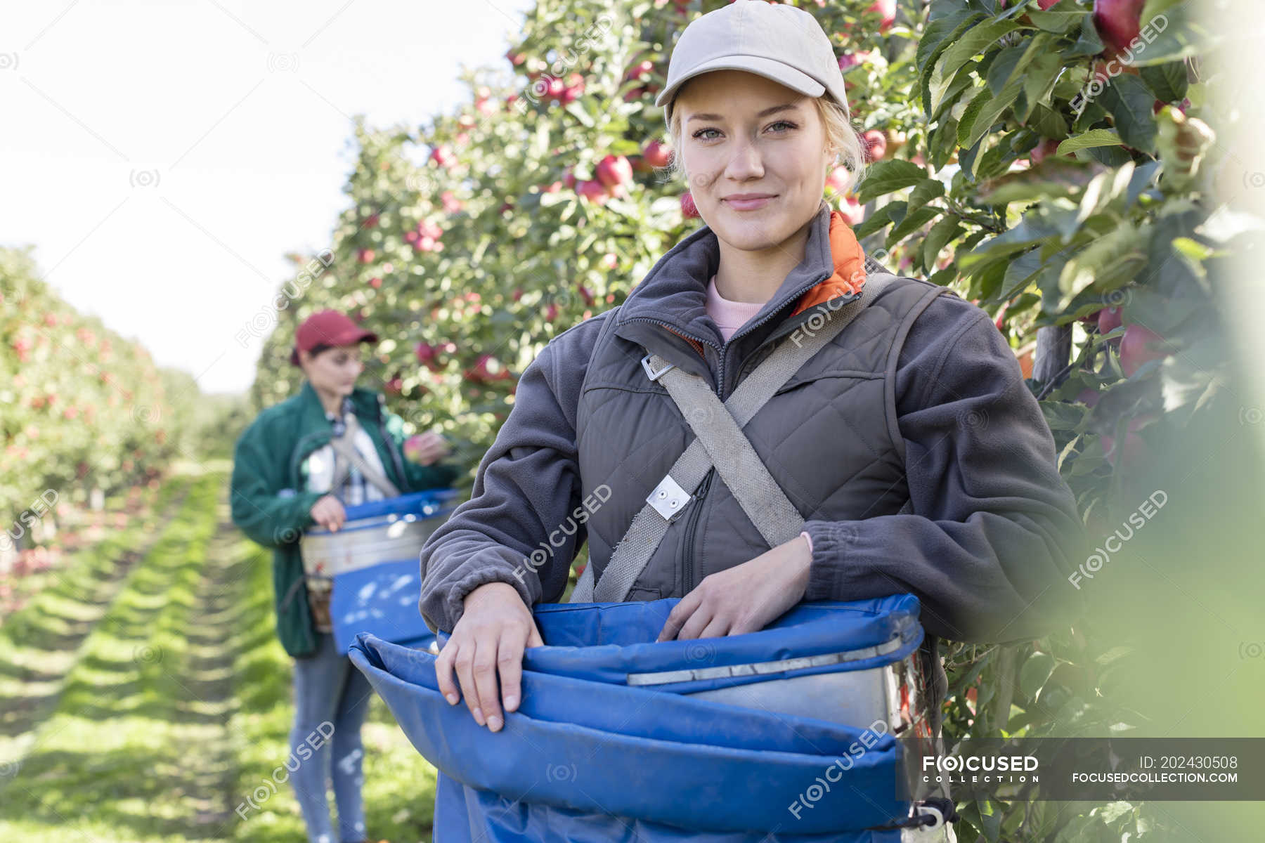 Portrait smiling female farmer harvesting apples in orchard — fresh ... Portrait smiling female farmer harvesting apples in orchard — fresh ...