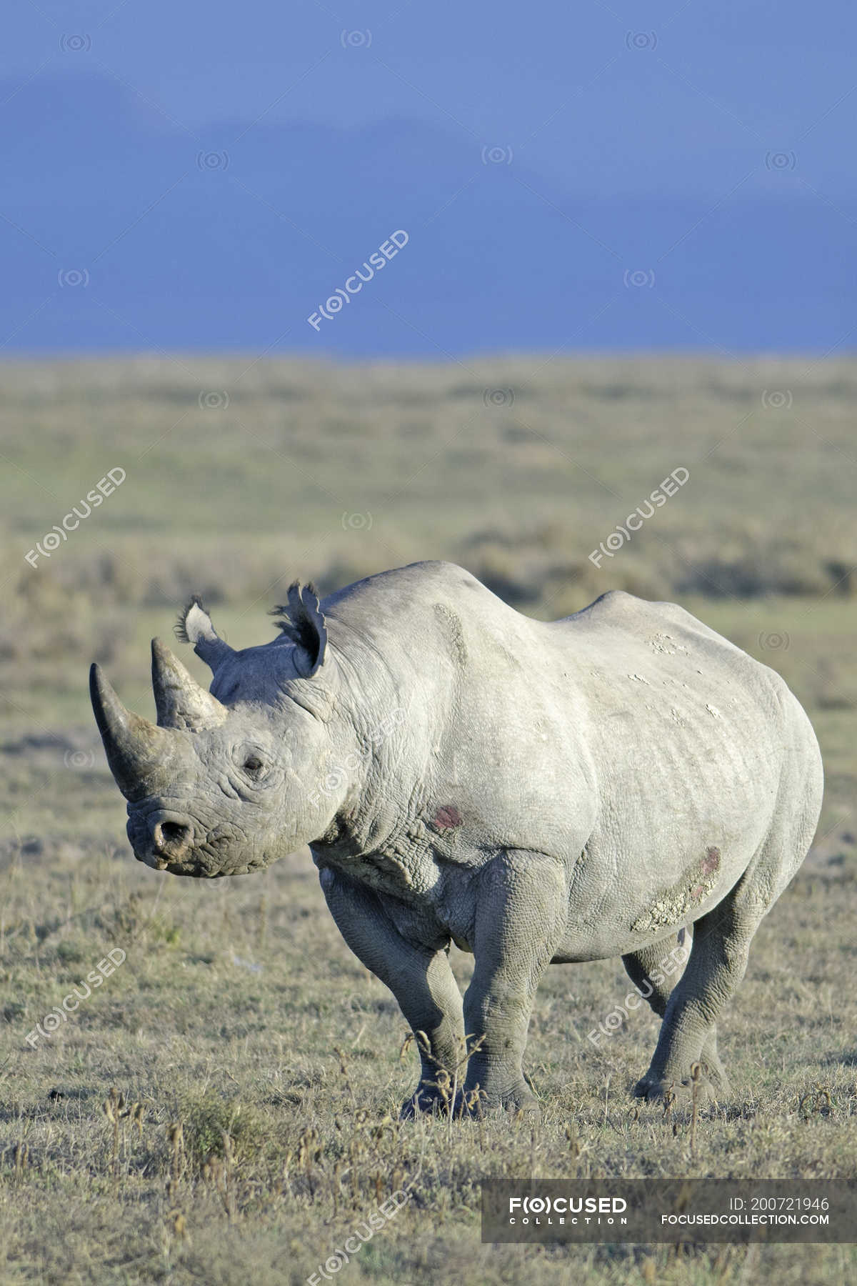 Endangered black rhinoceros standing in grassland of Nakuru National ...