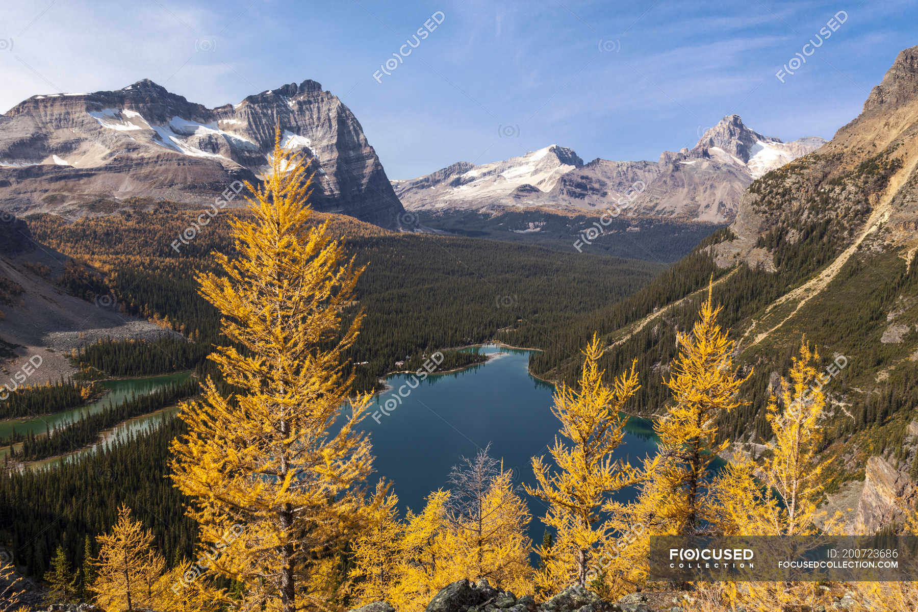 Alpine larch in autumnal foliage overlooking Lake Ohara in Yoho ...