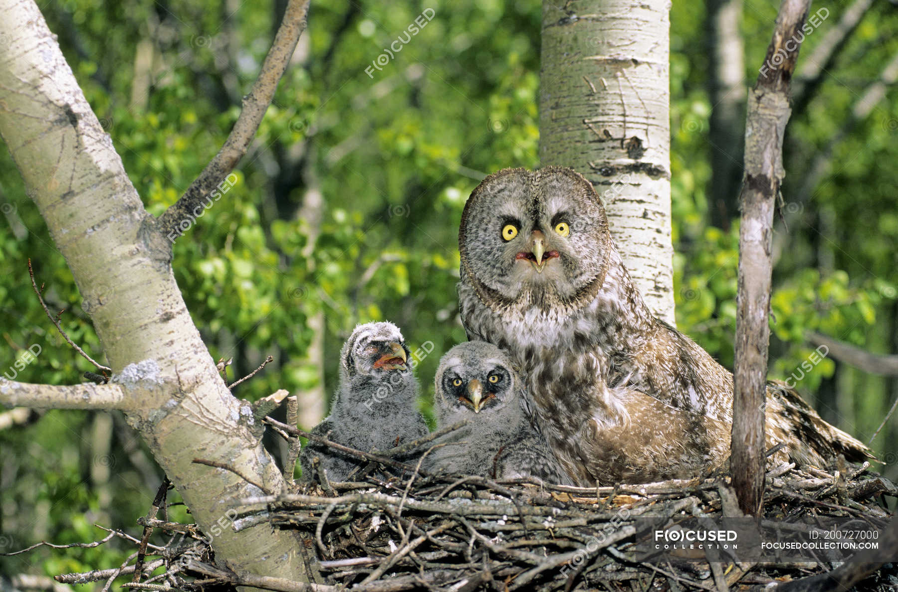 Erwachsene Uhus mit Eulen, die im Nest auf Baum nisten. — große graue Eulen, nicht Städtisches ...