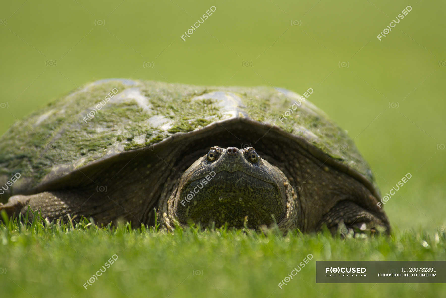 Snapping turtle - Stock Photos, Royalty Free Images | Focused