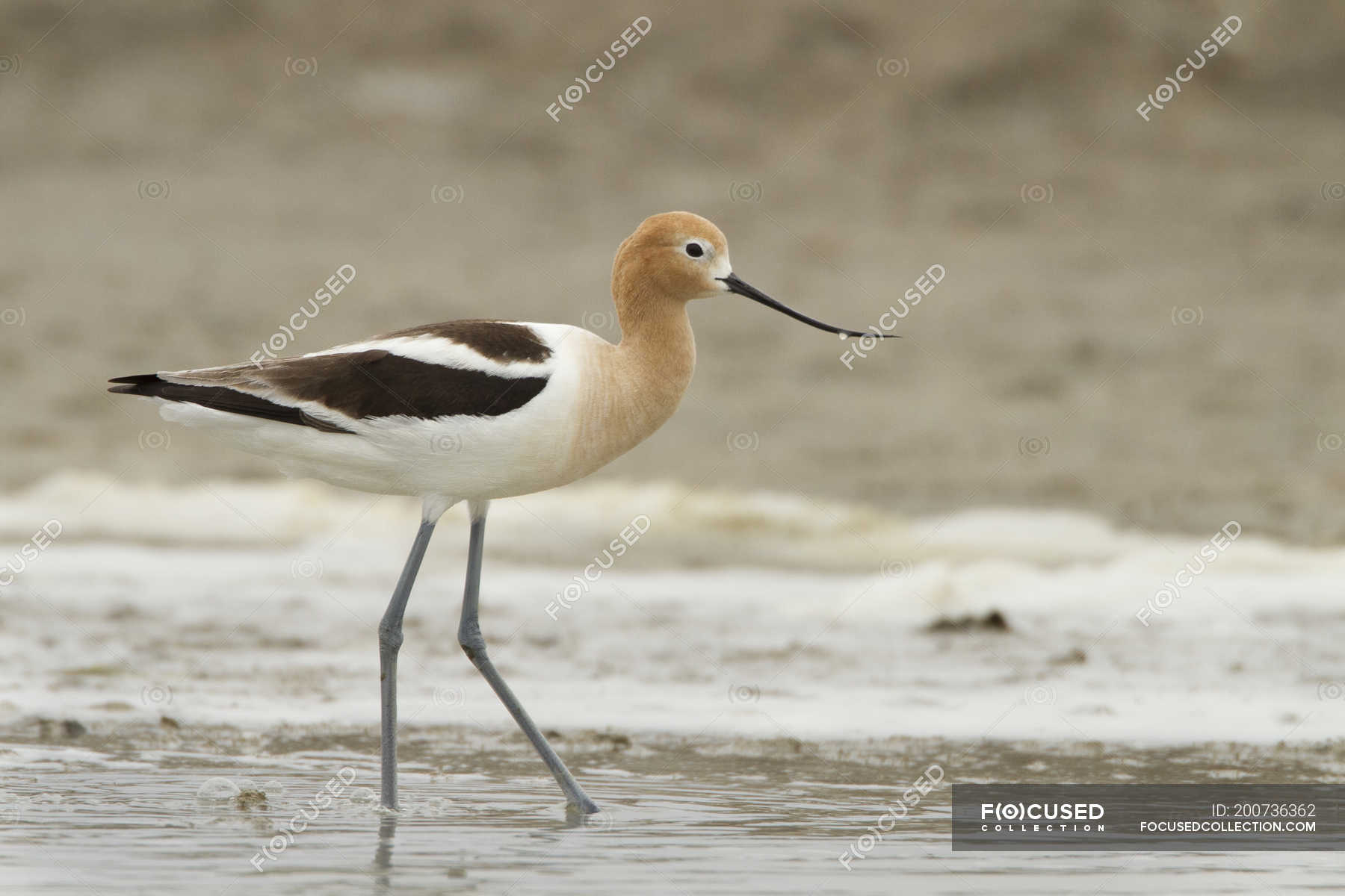 American avocet bird walking on wet shore. — daylight, nature - Stock ...