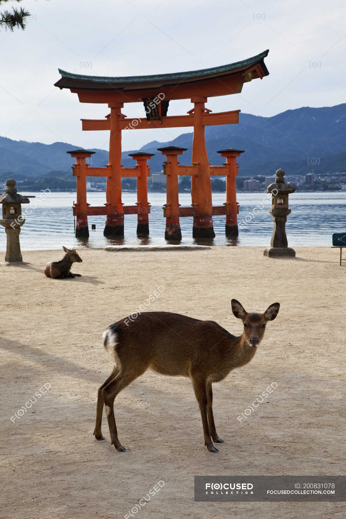 Miyajima Torii Gate And Sika Deer At Itsukushima Shrine In Japan Mammals Travel Destination 
