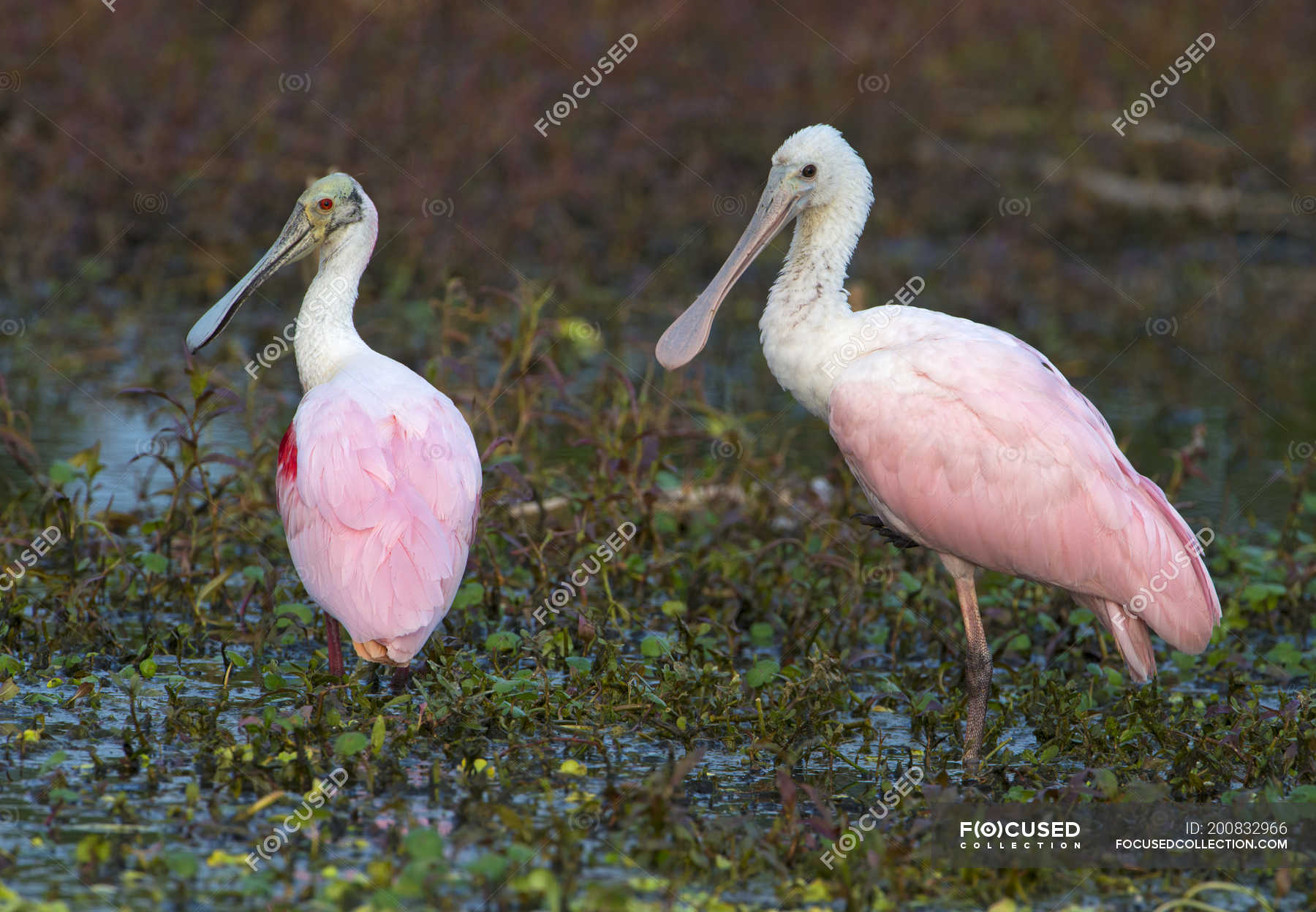 Two Roseate spoonbill birds standing in swamp water. — selective focus ...