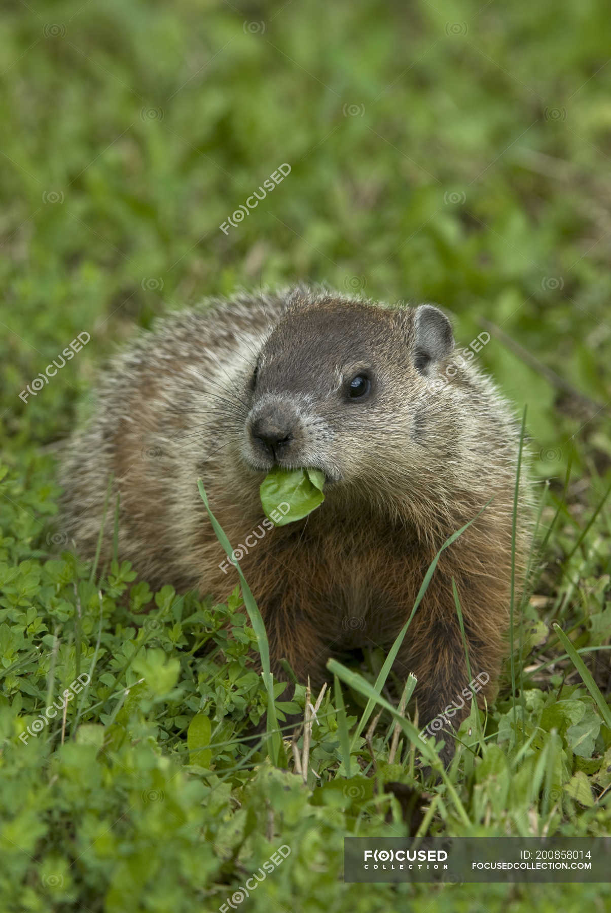 Groundhog feeding in green summer meadow, Ontario, Canada — One Animal ...
