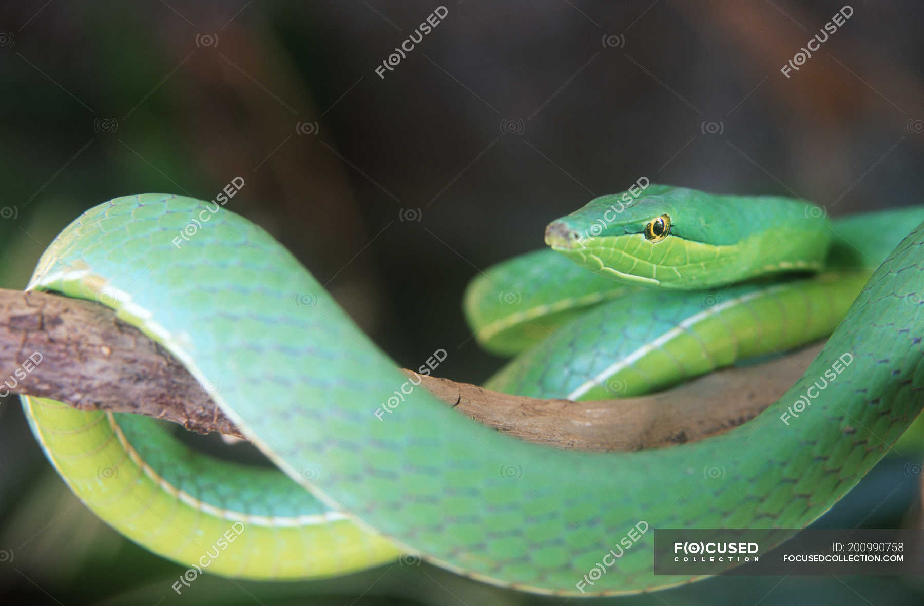 Green parrot snake on tree branch in Costa Rica forest. — nature, fauna ...
