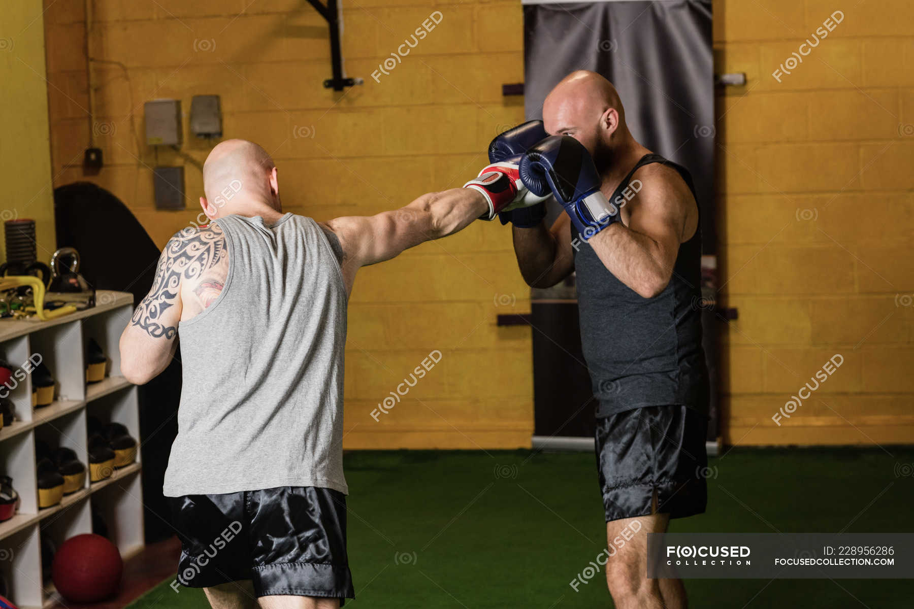 Side view of two male thai boxers practicing in gym — strength, attack ... Side view of two male thai boxers practicing in gym — strength, attack ...