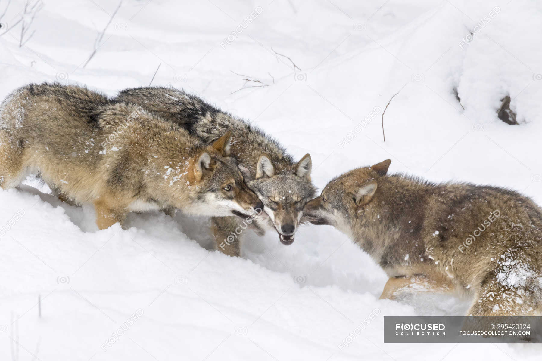 Gray Wolves (Canis lupus) during winter in National Park Bavarian Forest (Bayerischer Wald ...
